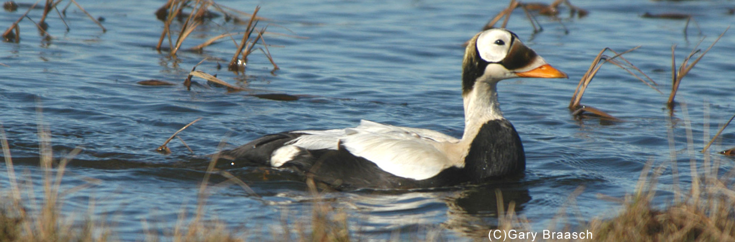 Peard Bay | Alaska Wilderness League