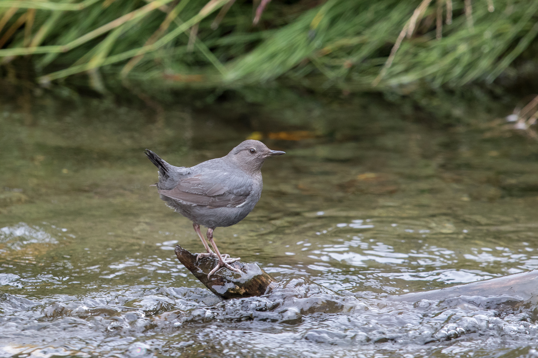 Alaska’s Critical Role in Protecting Global Biological Diversity ...