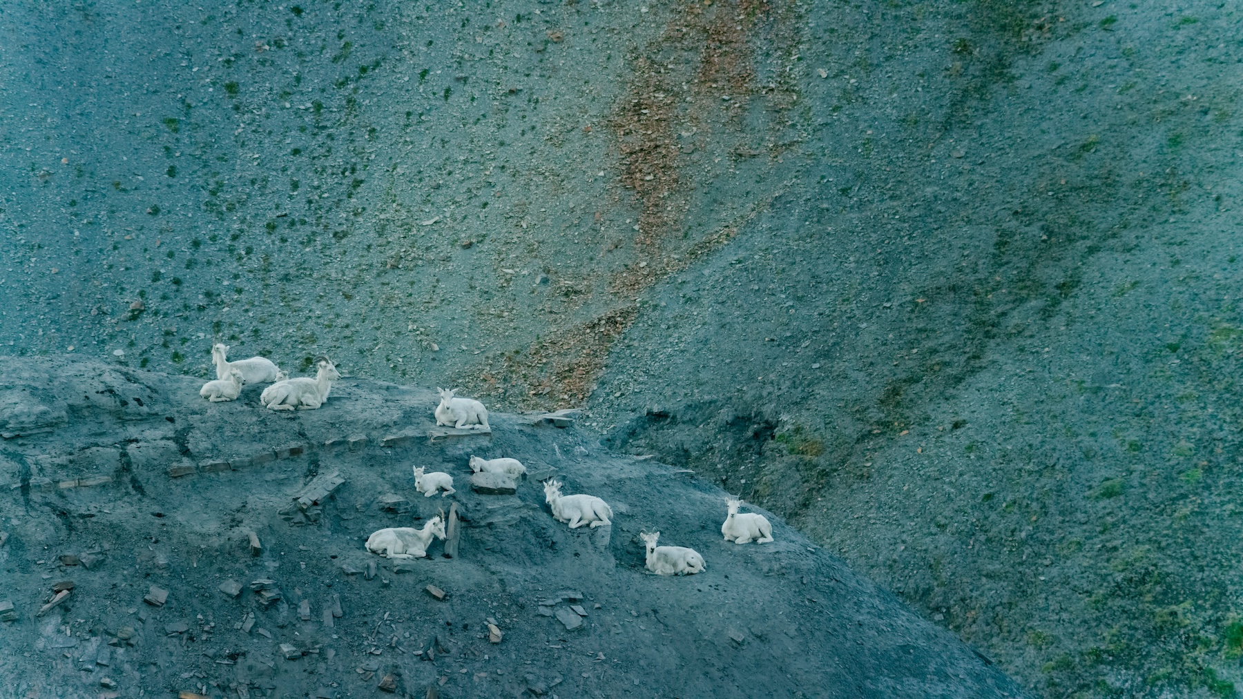 Arctic Refuge Drilling Fails Again: A Victory for Conservation and ...