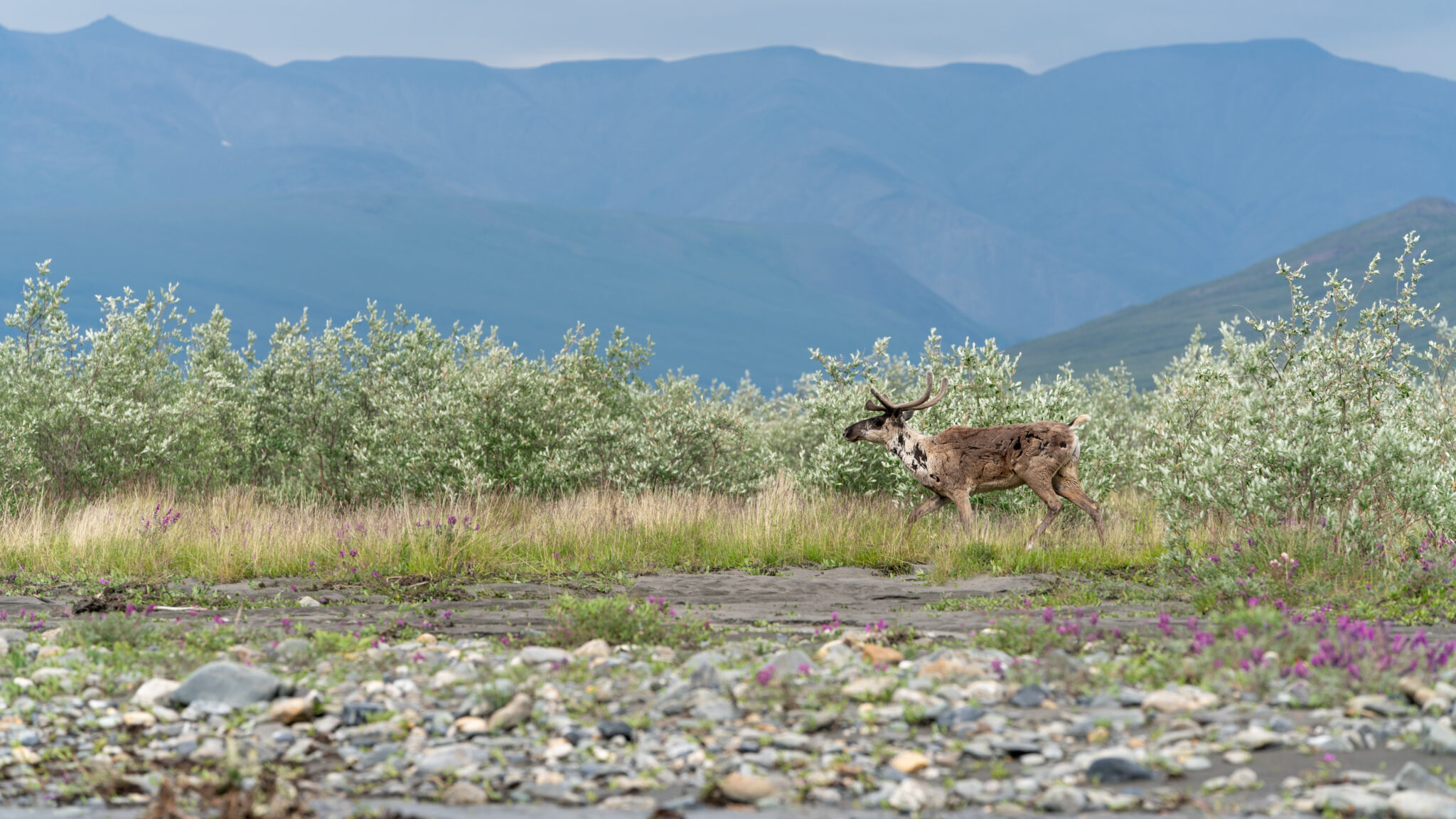 What Public Lands will Alaska Have Left Once Trump is Through with Them ...