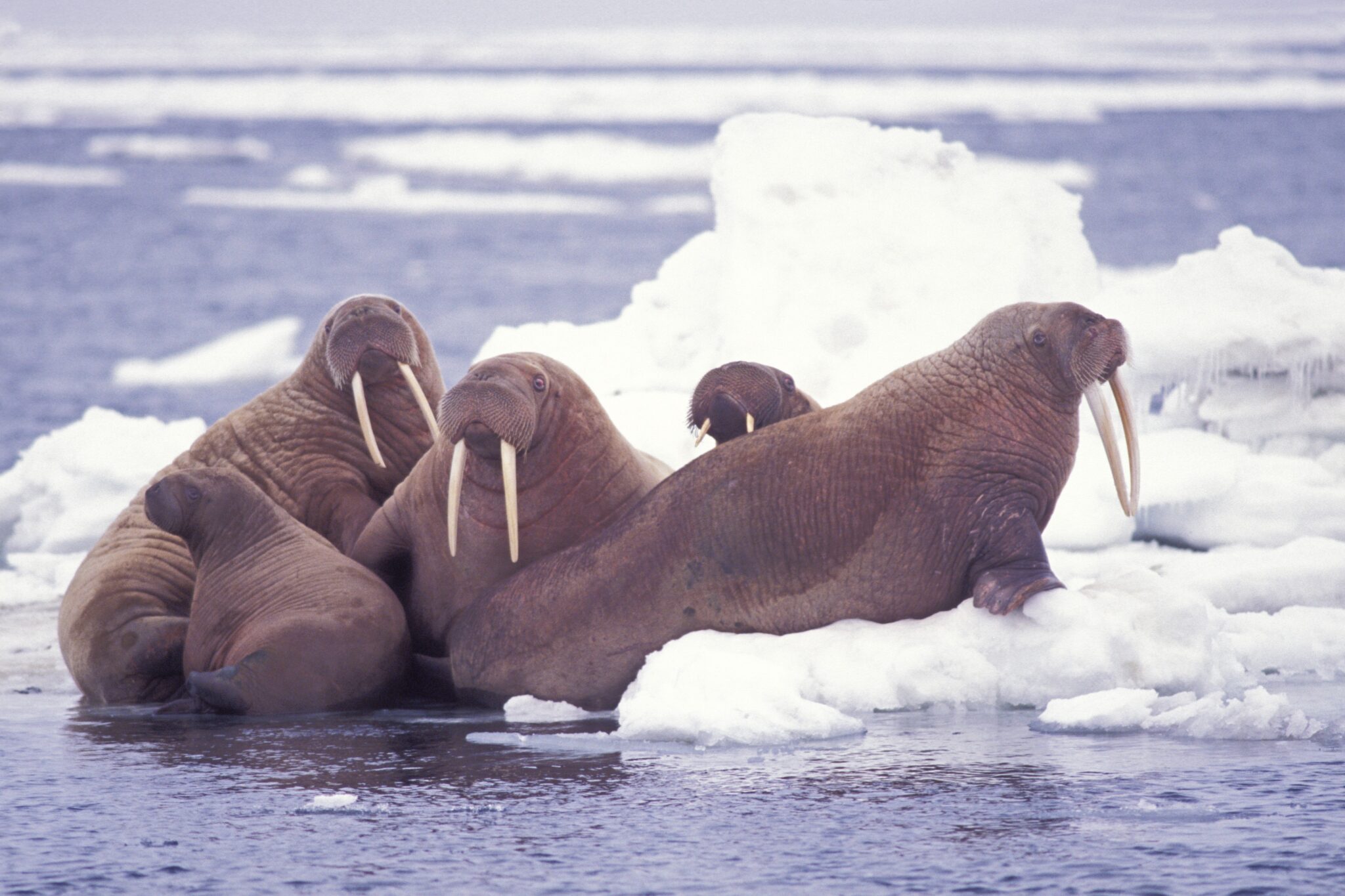 The Arctic Ocean: What’s at Stake—and Why This Fight Matters Now ...