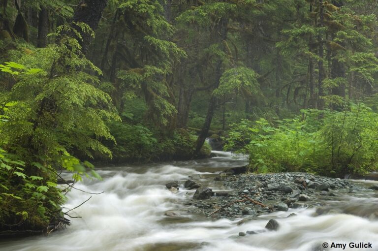 The forest within: Finding wisdom in the woods - Alaska Wilderness League