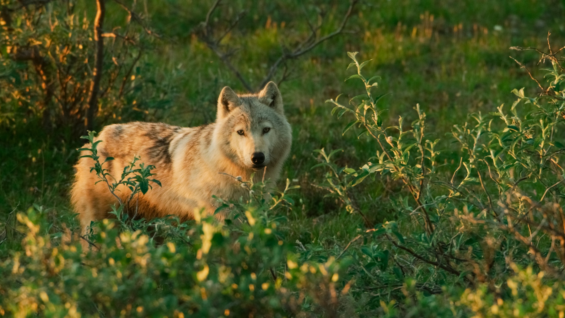 President Biden Finalizes Record of Decision for the Arctic Refuge ...