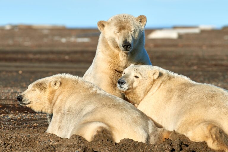 Congress Moves Forward on Arctic Land Sell-Off; Arctic Refuge CRA ...