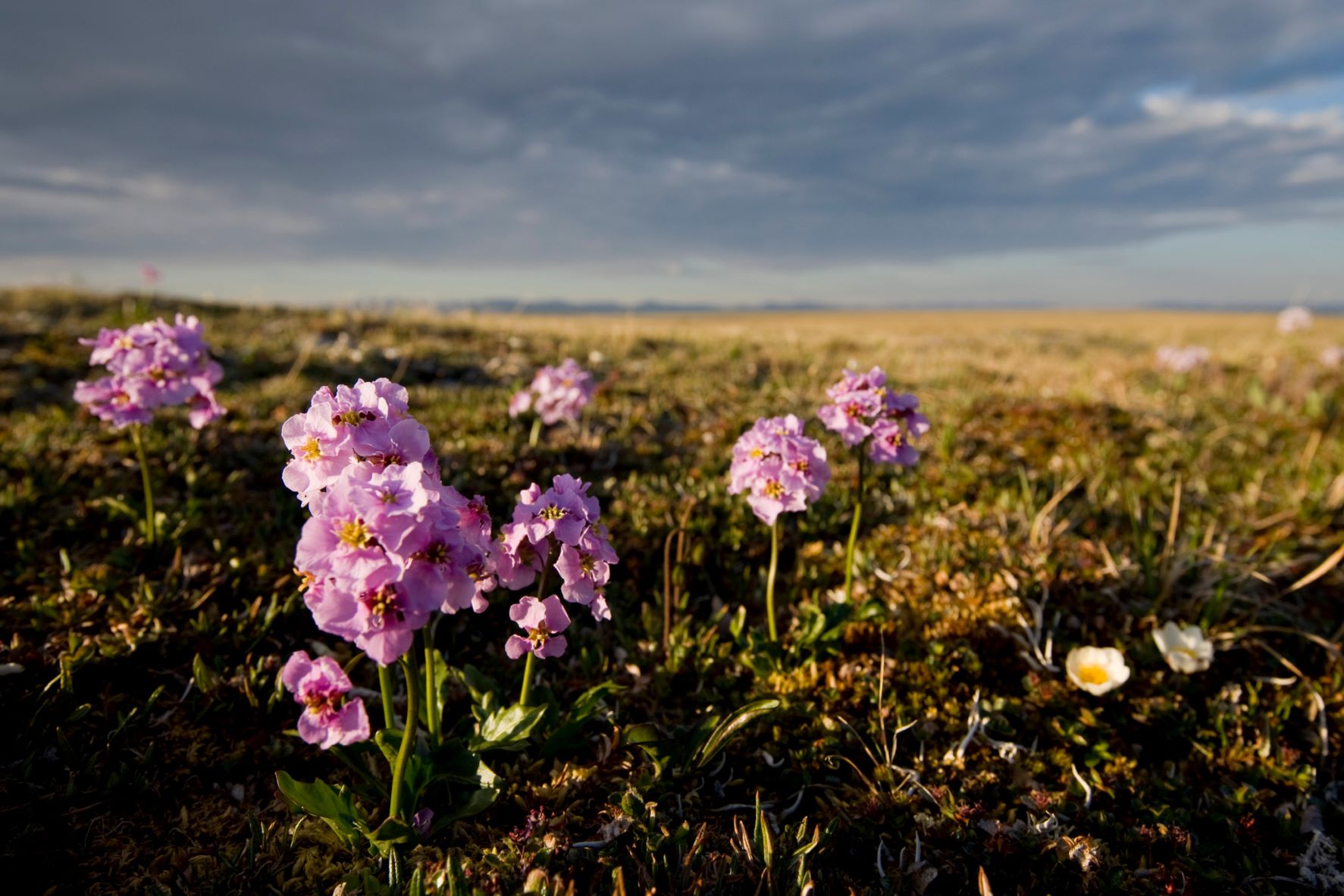 As House of Representatives Changes Control, Alaska Braces for Calls to ...