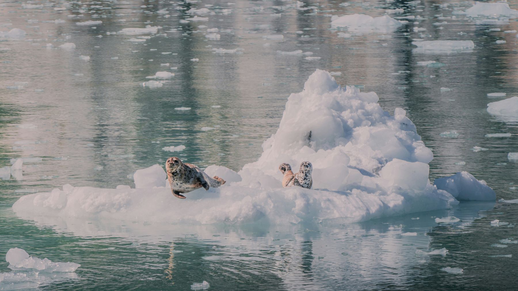 What the Chevron Ruling Means for the League - Alaska Wilderness League