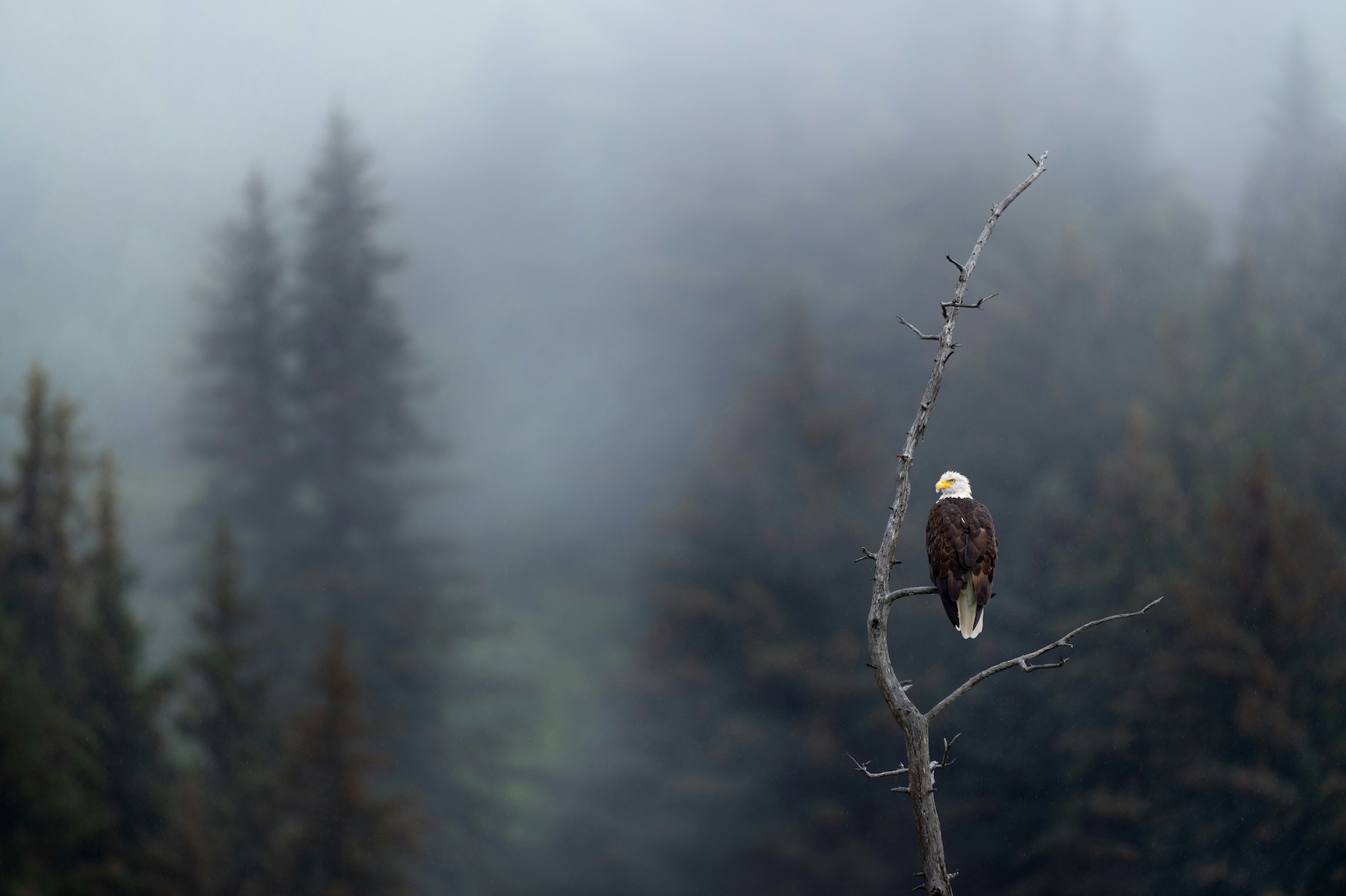 Roadless Area Conservation Act Reintroduced - Alaska Wilderness League
