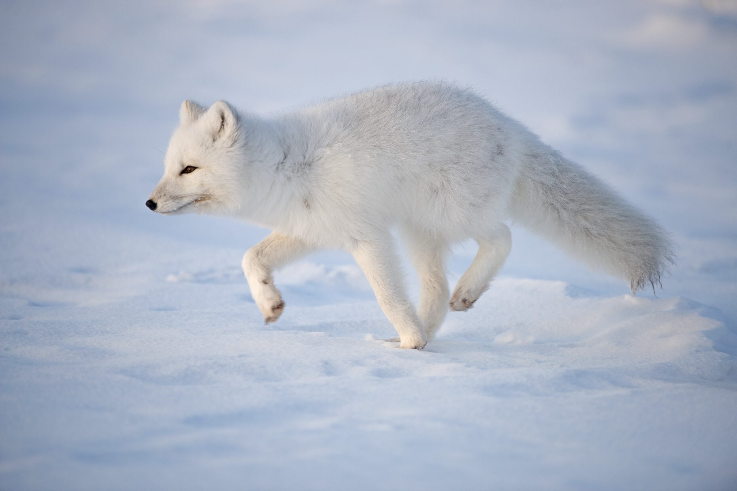 How Amazing Arctic Animals Survive An Alaskan Winter - Alaska ...